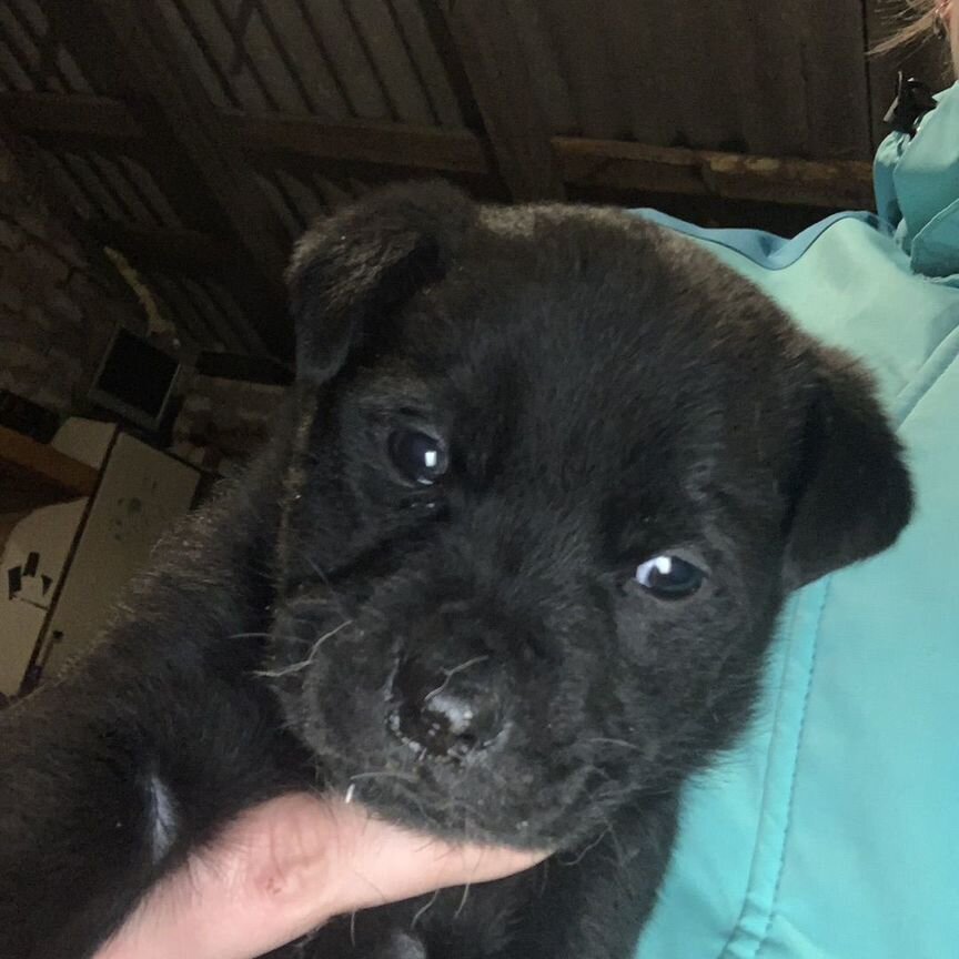 Отдам щенка в добрые руки