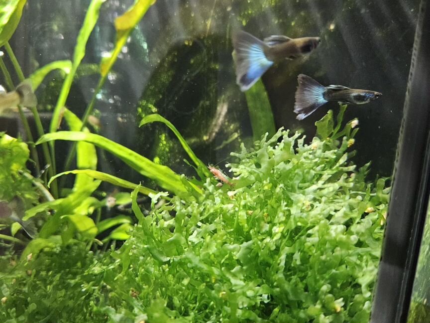 Гуппи малахит