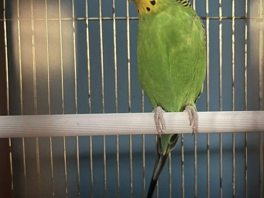 Волнистый попугай Кеша