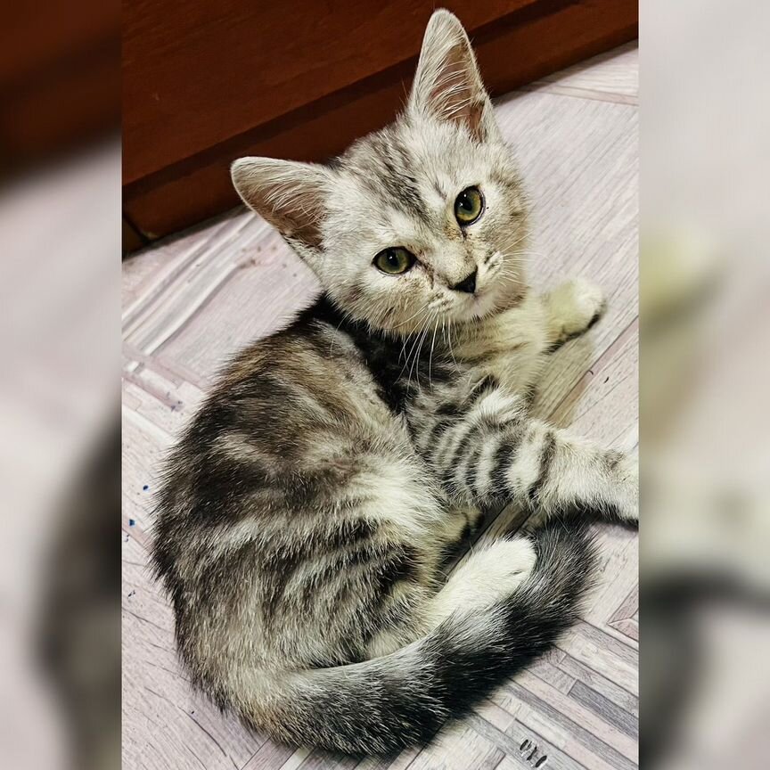 Отдам в добрые руки мальчик котенок