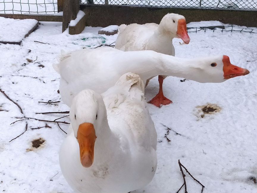 Гуси(бронь)