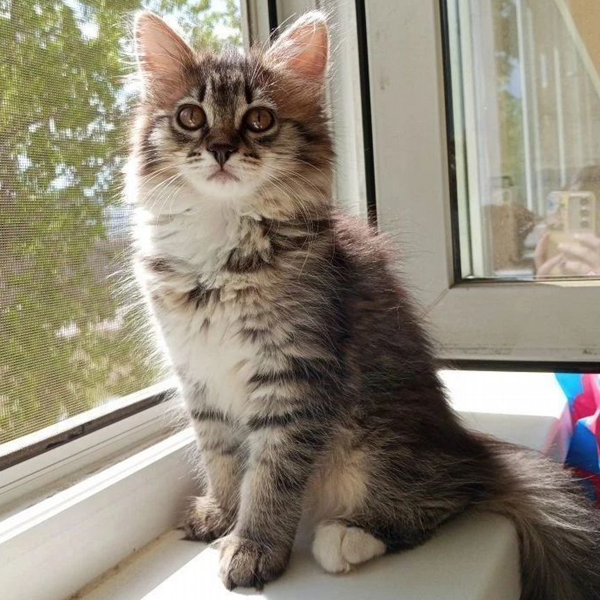 Котёнок в добрые руки