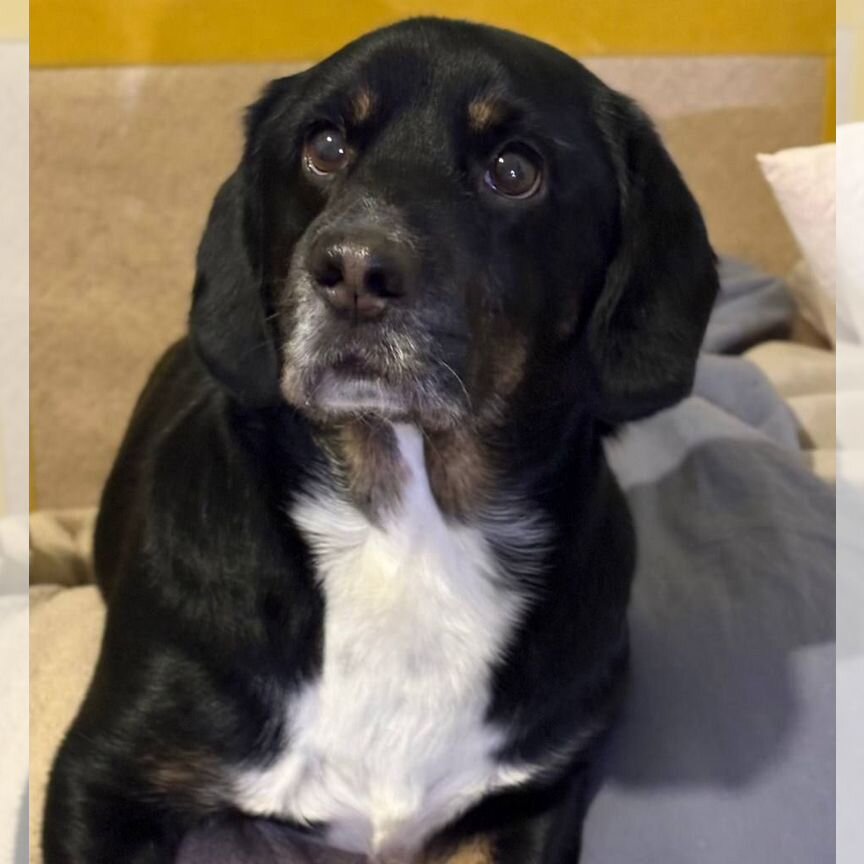 Вельш Корги Пемброк, взрослый пёс