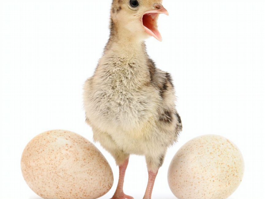 Инкубационное яйцо индейки и гуся