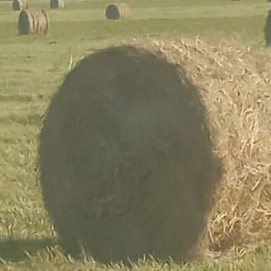 Продам сено в тюках