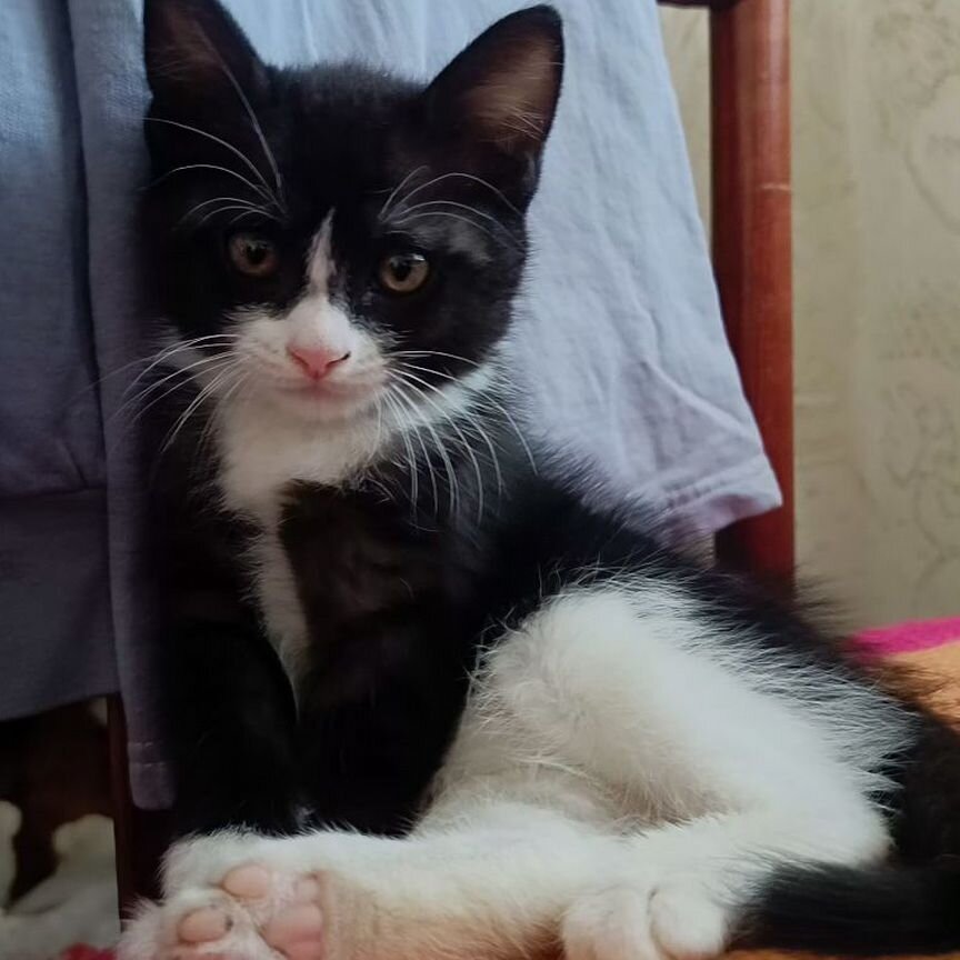 Котёнок в добрые руки
