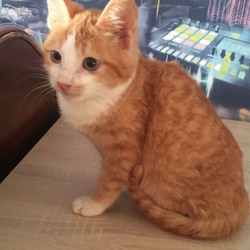 Котик в добрые руки
