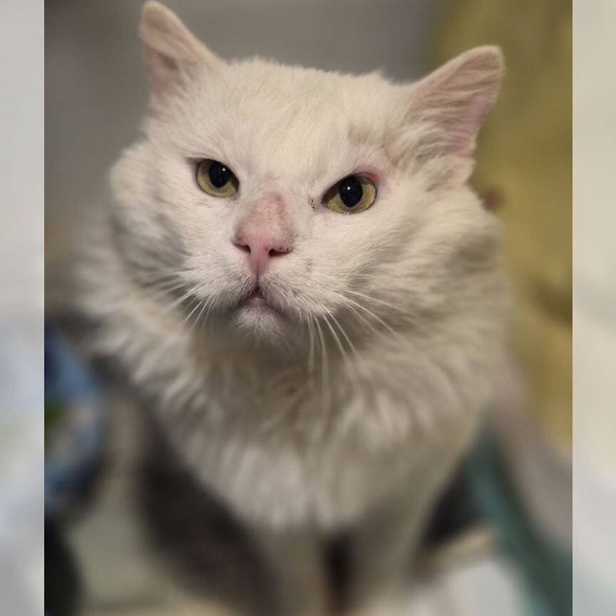 Турецкий ван, взрослый кот