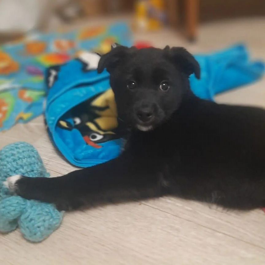 Щенок в добрые руки