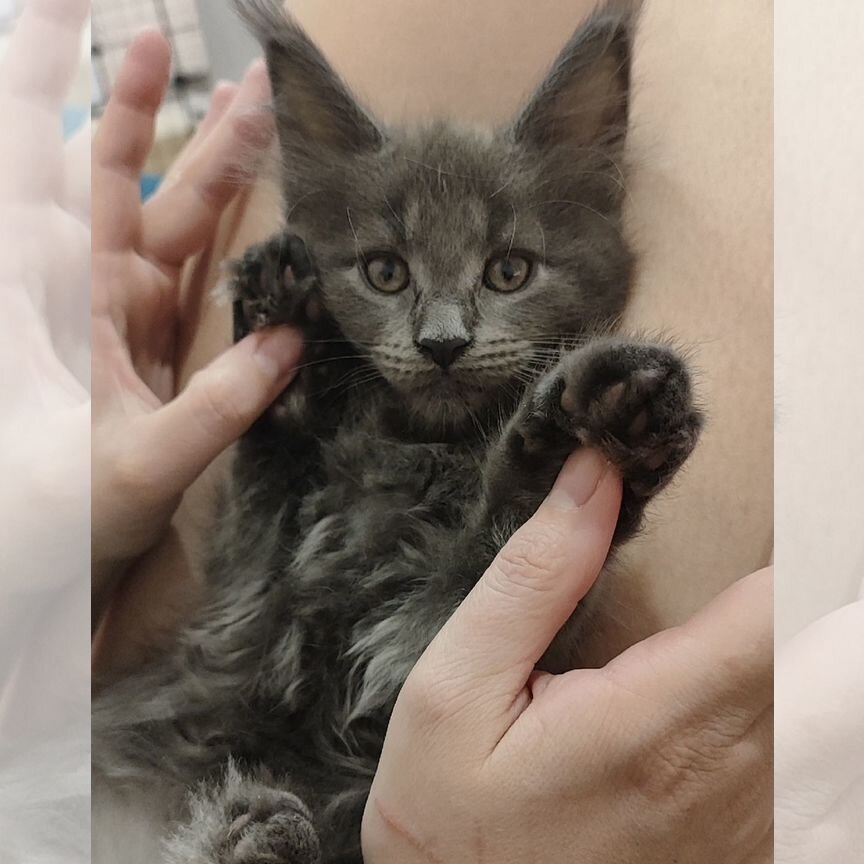 Котята мэйн- кун