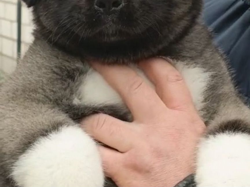 Американская акита щенки