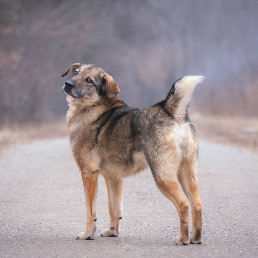 Кокетка Боня тоскует в приюте