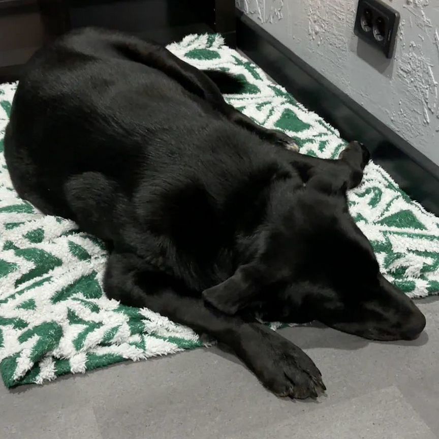 Лабрадор-ретривер, взрослый пёс