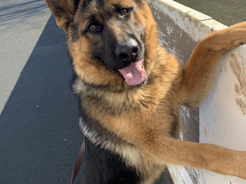 Немецкая овчарка вязка