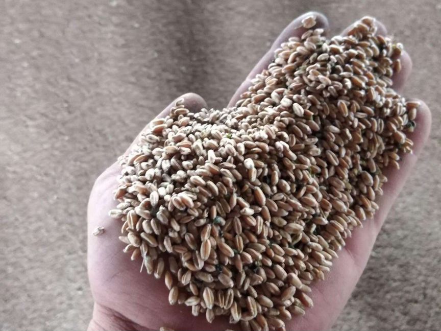 Продаю Зерно