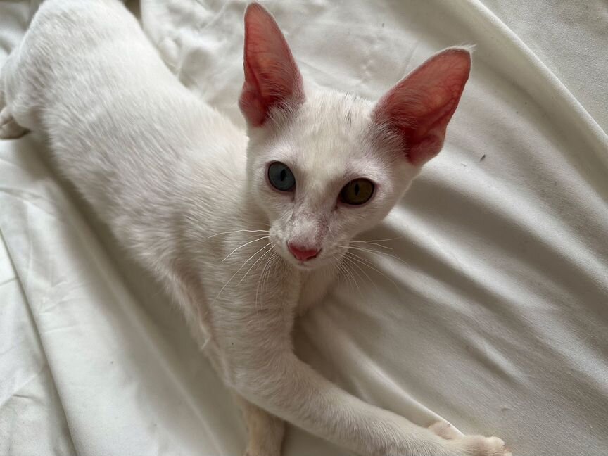 Ориентальные котята