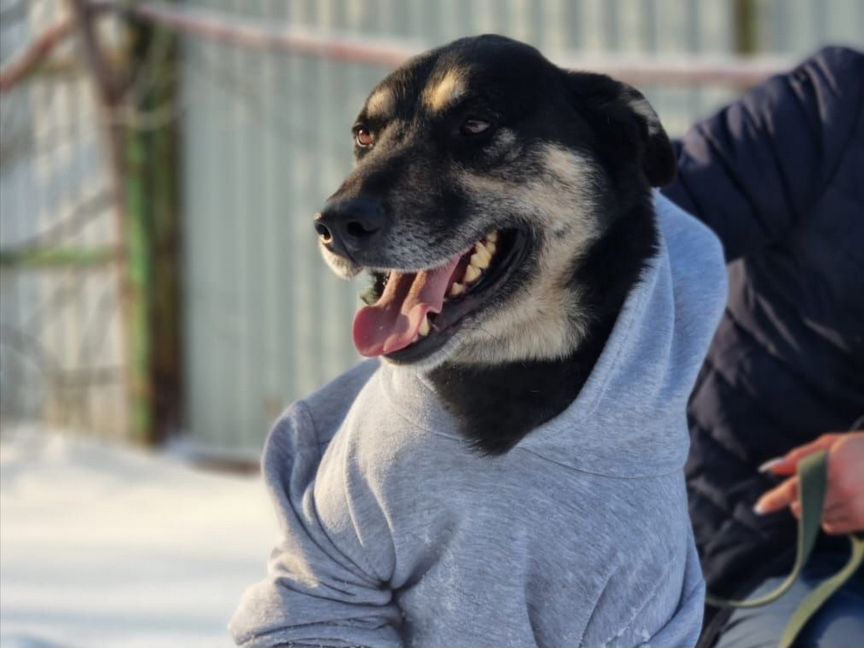 Взрослый пес давно в приюте. Макс