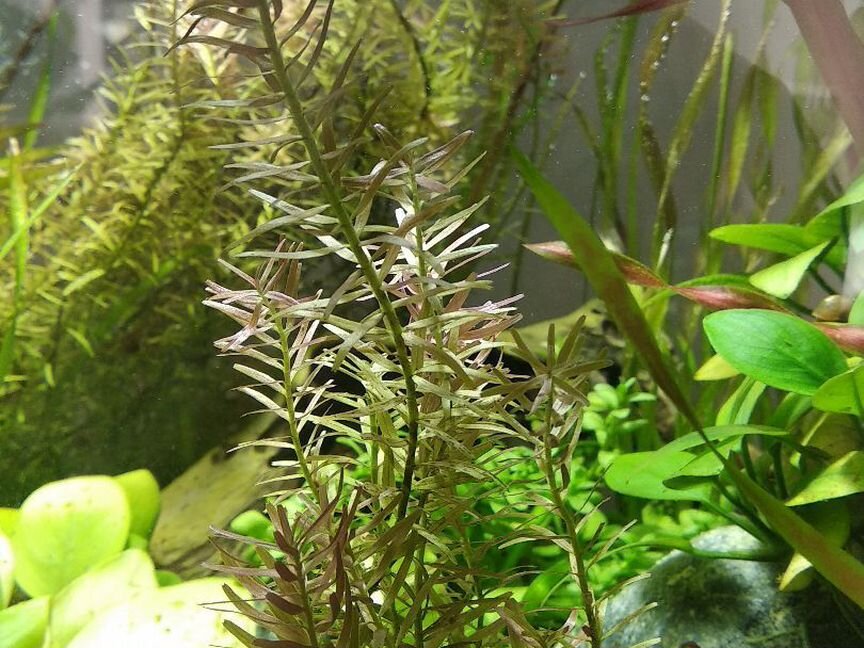 Ротала индика аквариумное растение