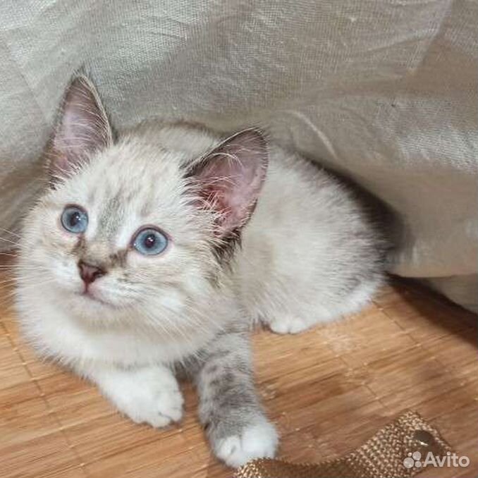 Котёнок Мальвина тайская сиамская сноу шу в дар