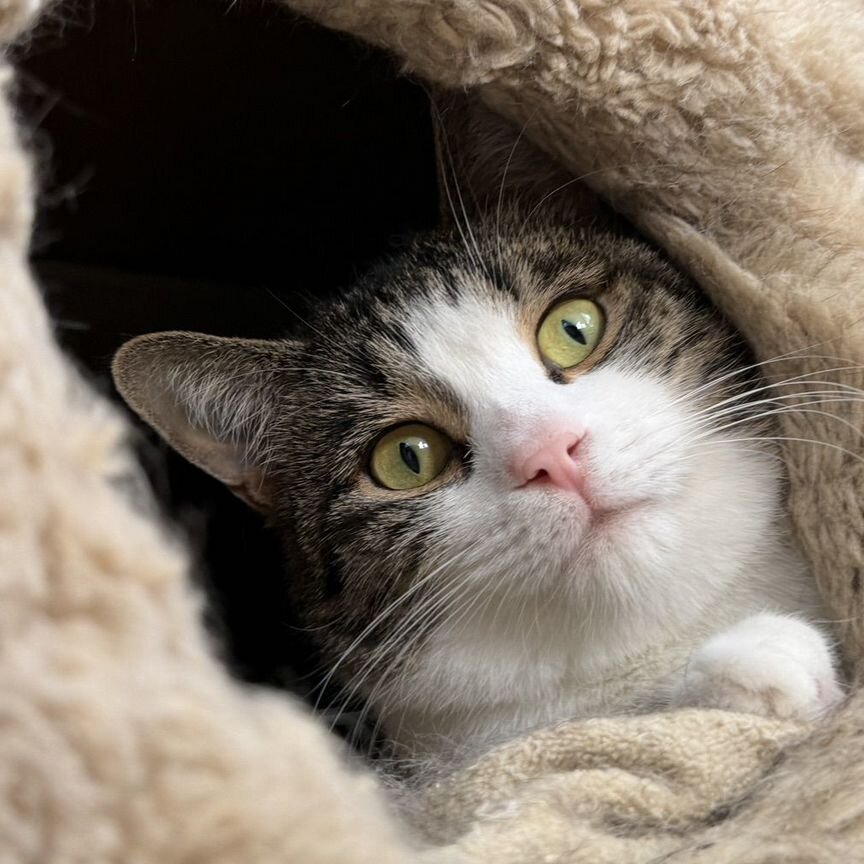 Взрослая, кошка в добрые руки