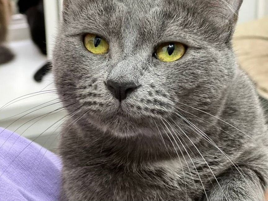 Лиза 2 года ищет надёжную семью