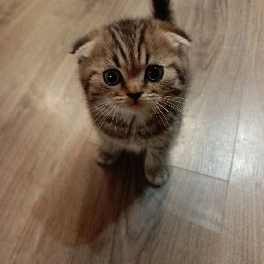 Шотландские вислоухие кот и кошка