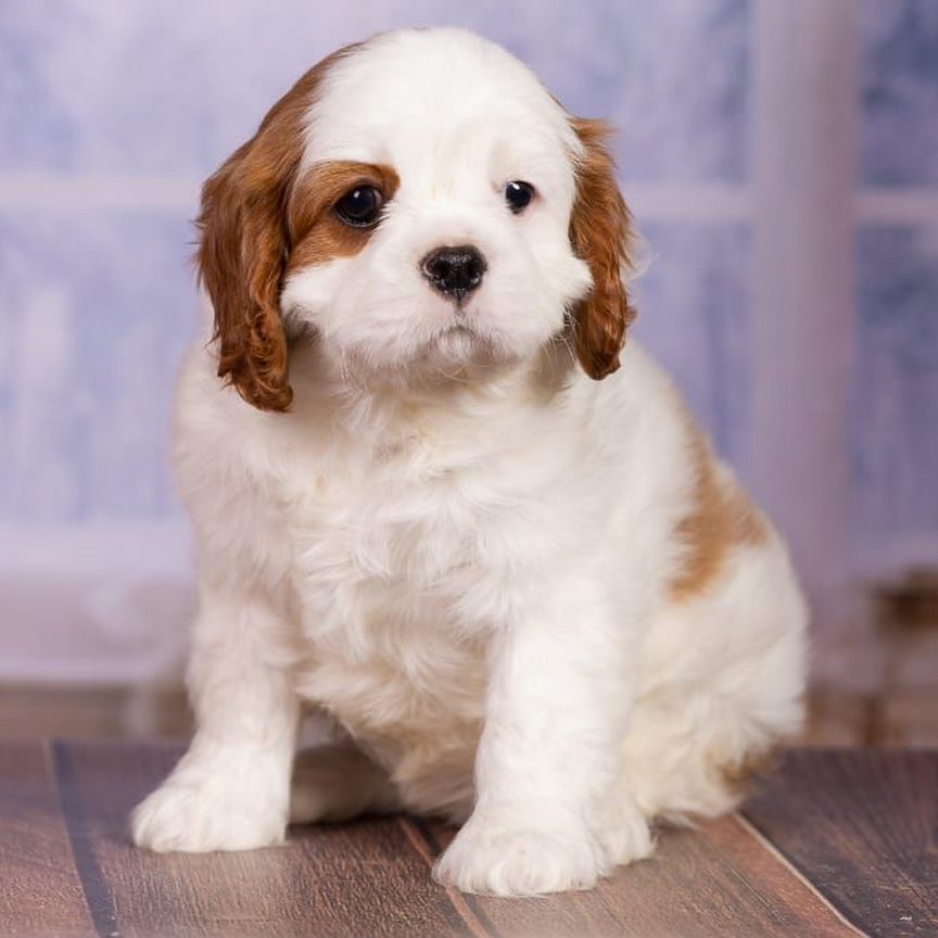 Кавалер кинг-чарльз-спаниель, щенок