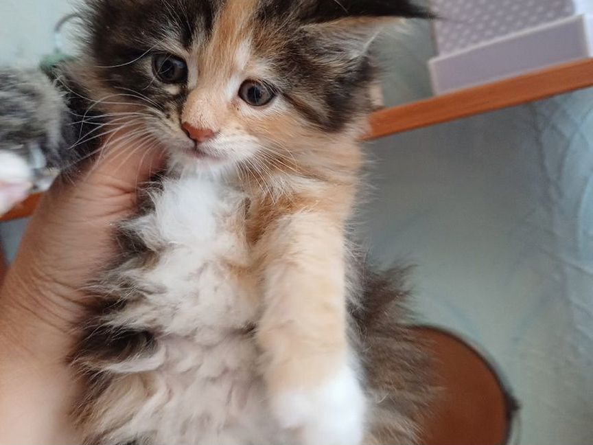 Обалденные котята самой крупной породы мейн-кун де