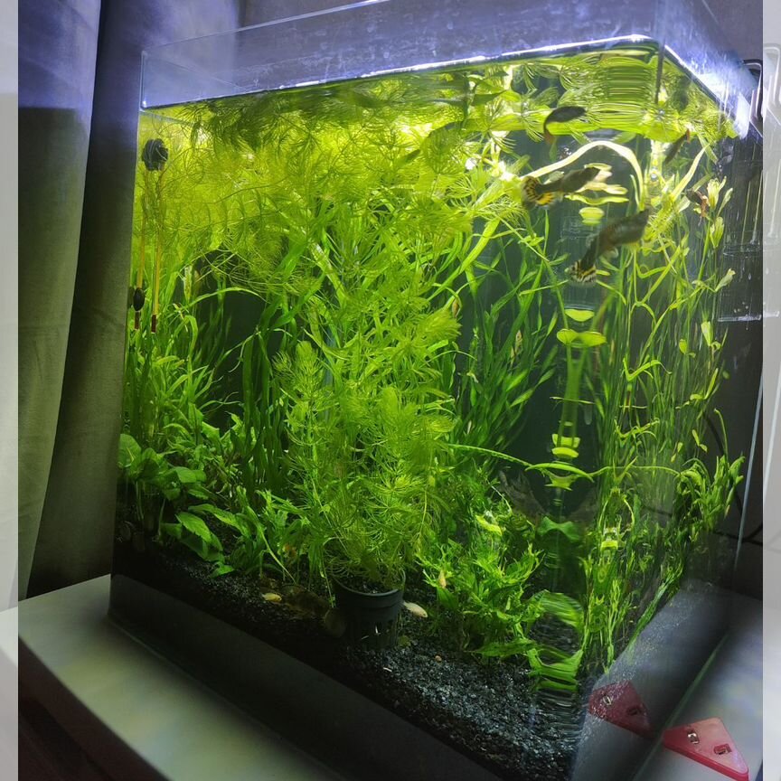 Аквариум Donnelly nano cube 60л