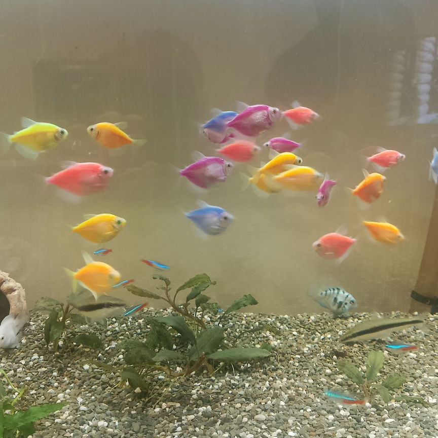 Рыбки тернеции