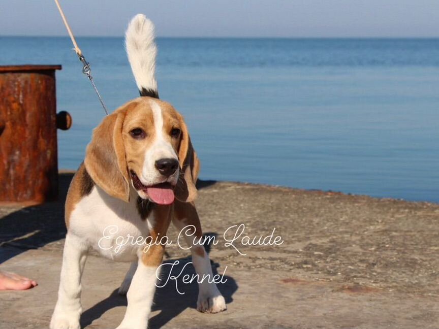 Щенки бигля. Шикарный мальчик