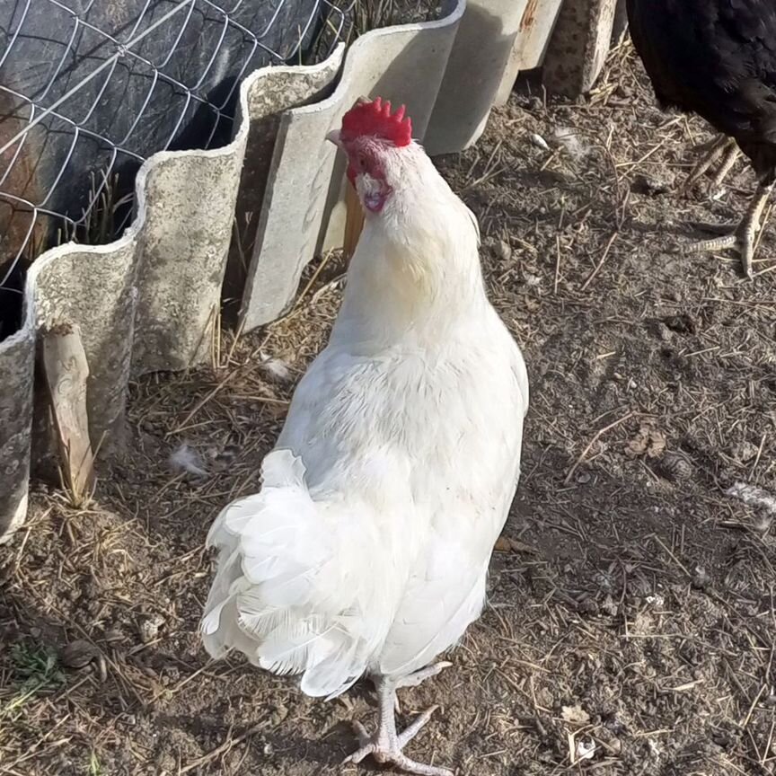 Петух минорка