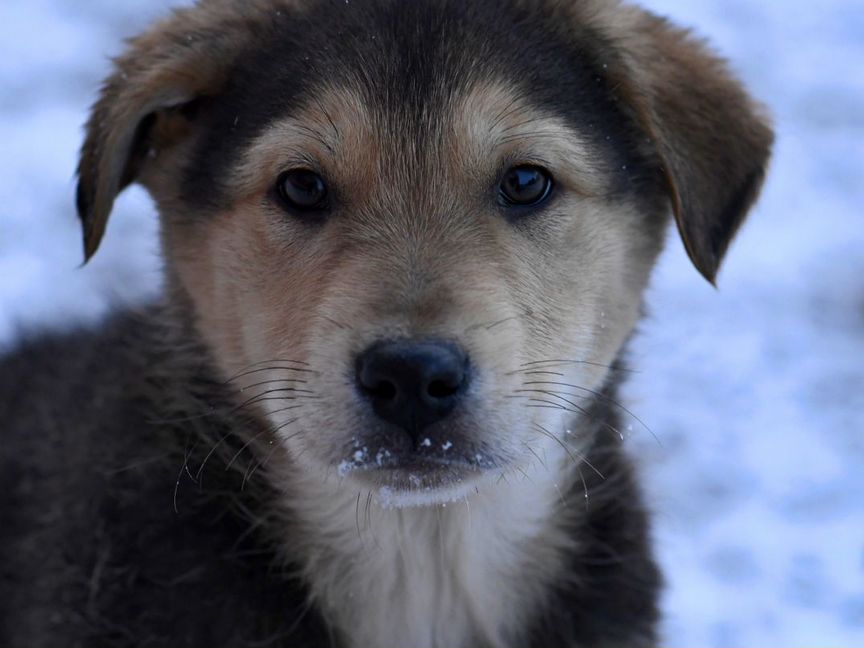 Щенок ждет семью