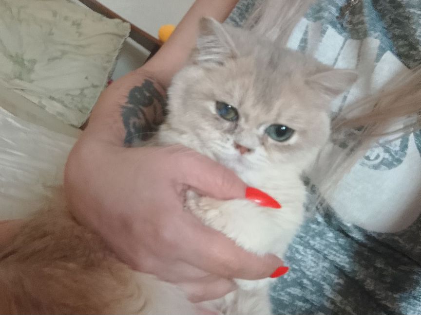 Котенок шотландская золотая шиншилла