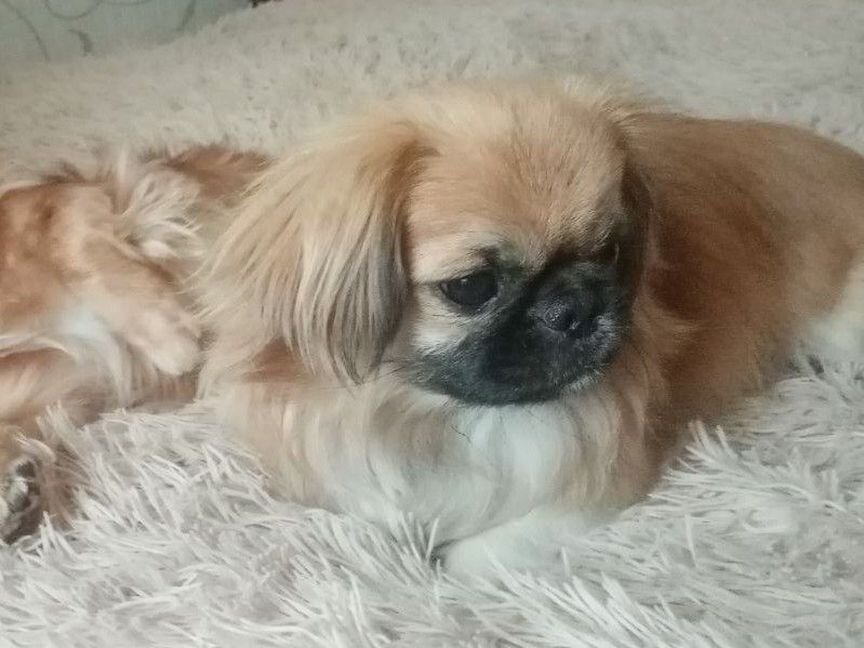 Вязка пекинес