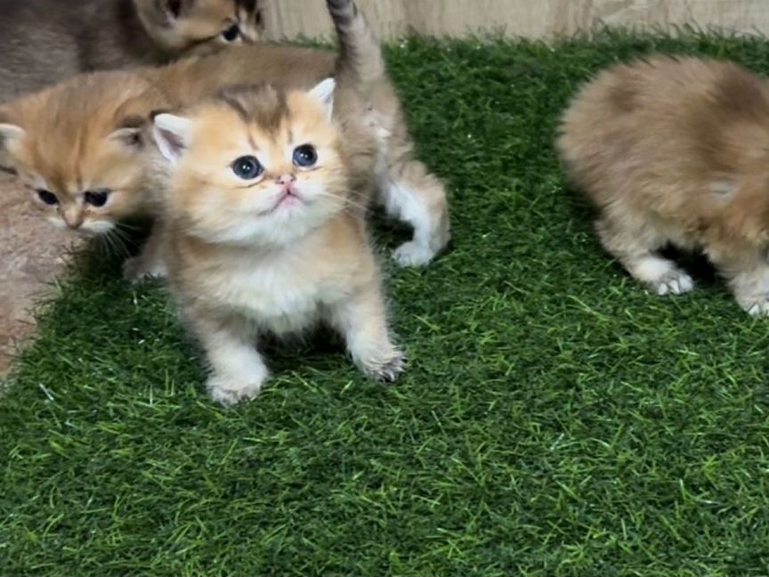 Шотландские серибристые и золотые котята