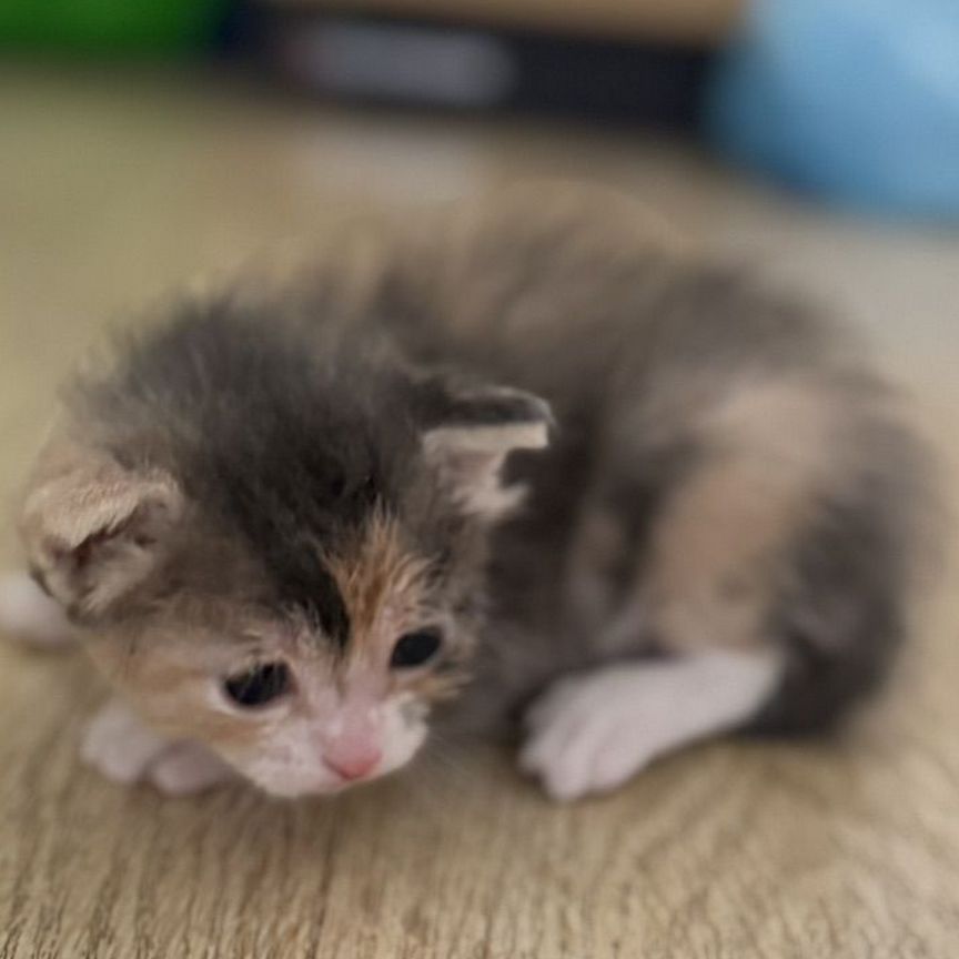 Котёнок в добрые руки
