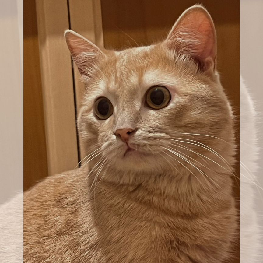 Кот в добрые руки