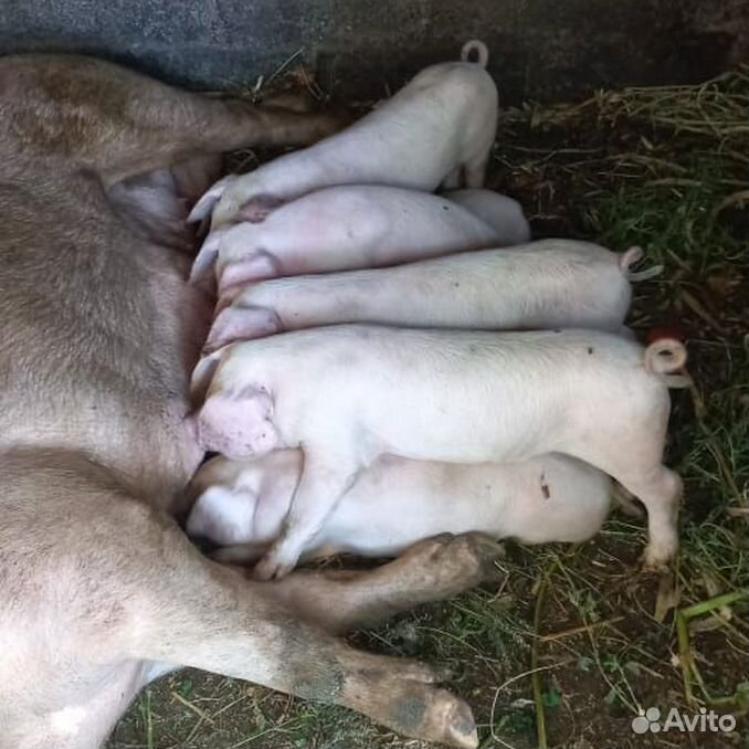 Поросята ландрас