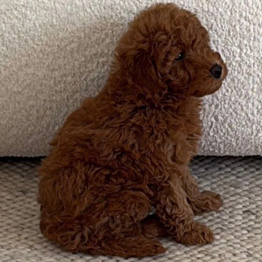 Той-пудель, щенок