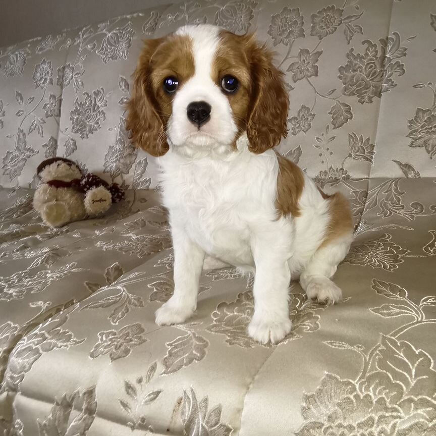 Кавалер кинг-чарльз-спаниель, щенок