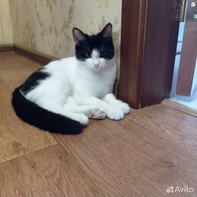 Ищем дом для этой красавицы