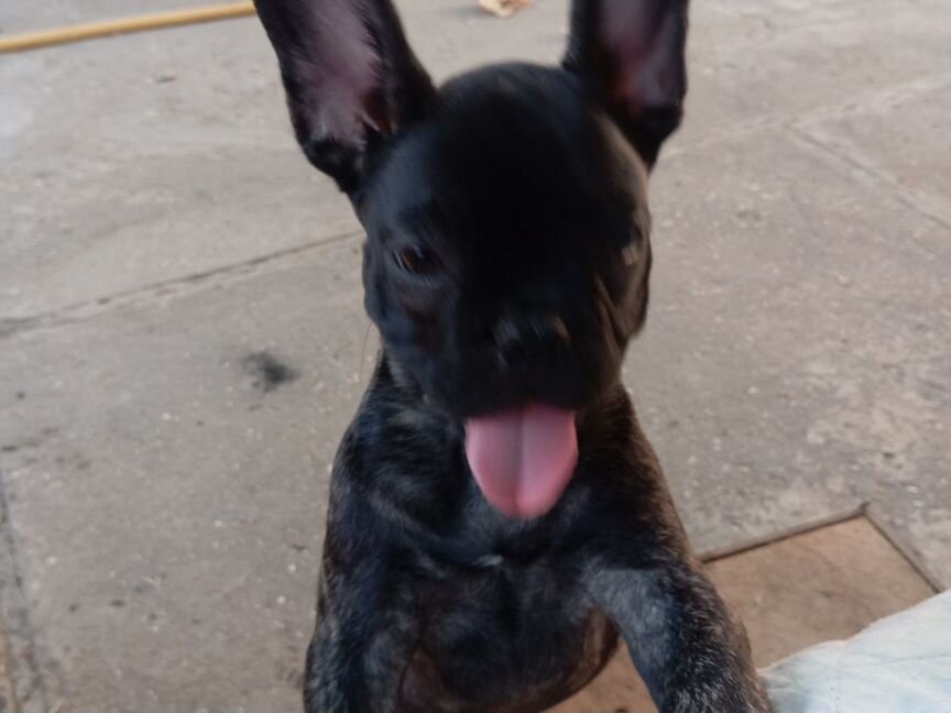 Французский бульдог щенки