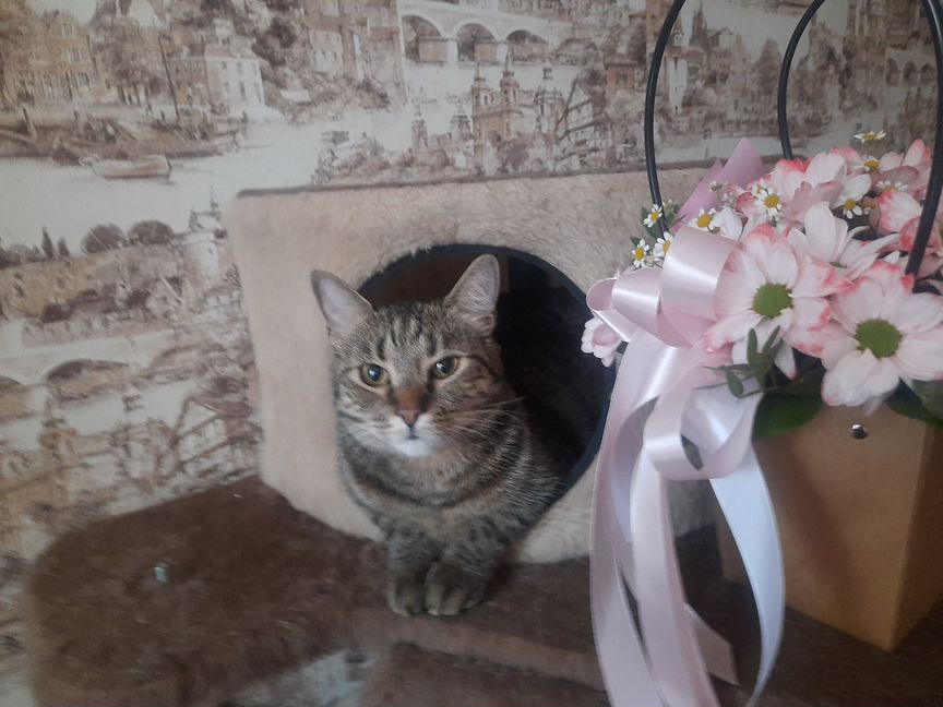Мартиша ищет дом