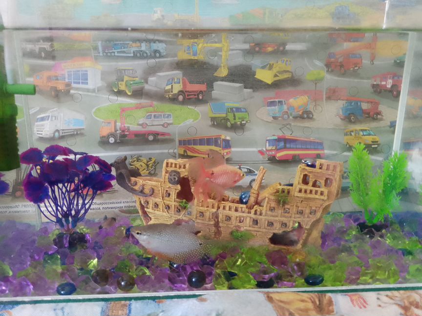 Аквариумные рыбки