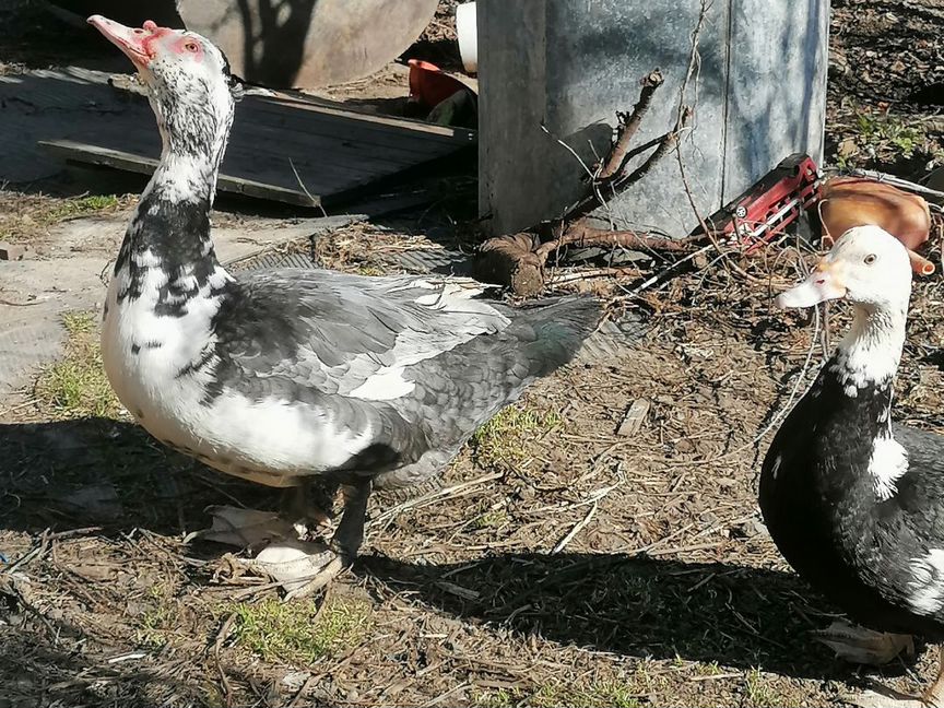 Селизень индоутки