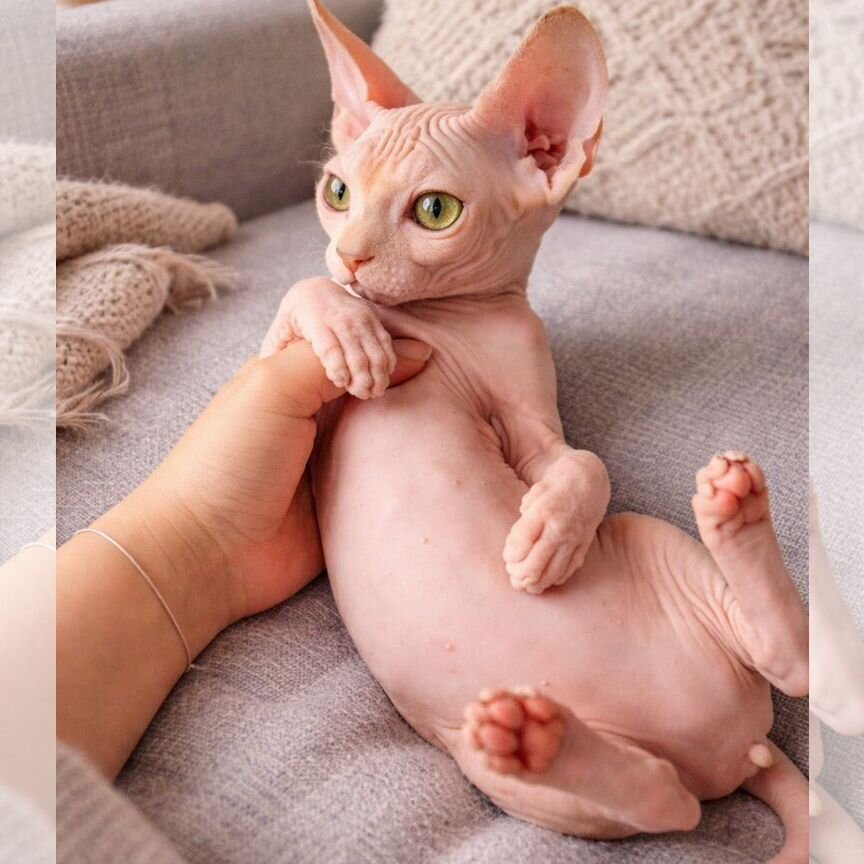 Канадский сфинкс котёнок