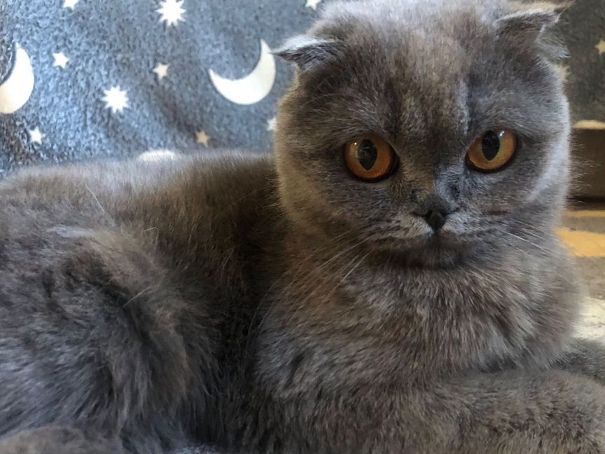 Шотландская