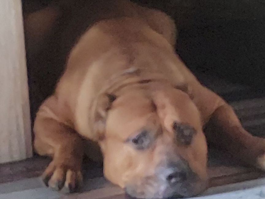 Канарский дог вязка