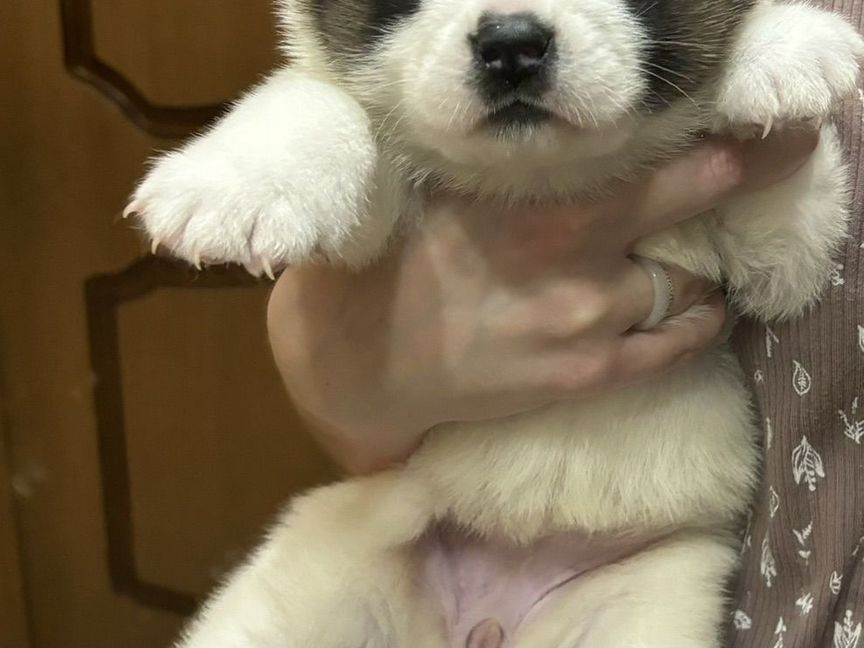 Щенки американской акиты